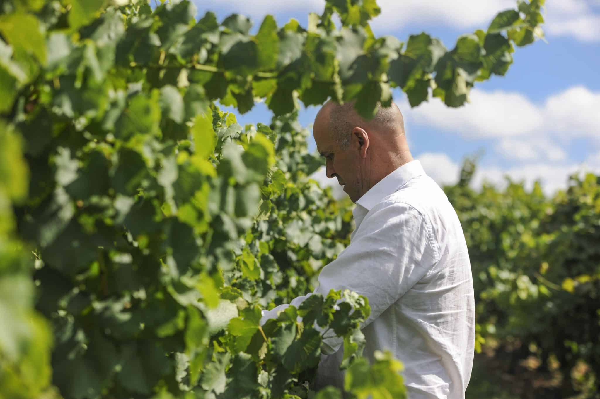 Lowe Family Wine Co - The Farm