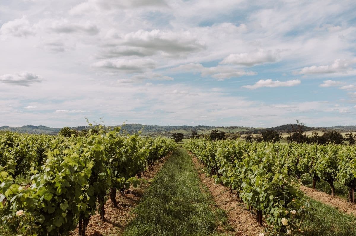 Lowe Family Wine Co - The Farm