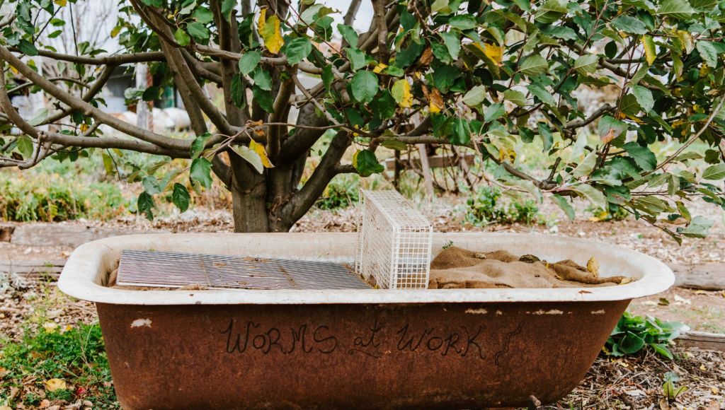 Lowe Family Wine Co | Worm Farms: why they’re important & how to make ...